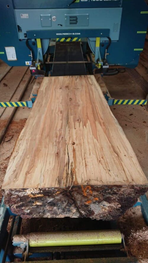 Wat gebeurt er met een beuk die te lang blijft liggen? – Inlands Hout ...